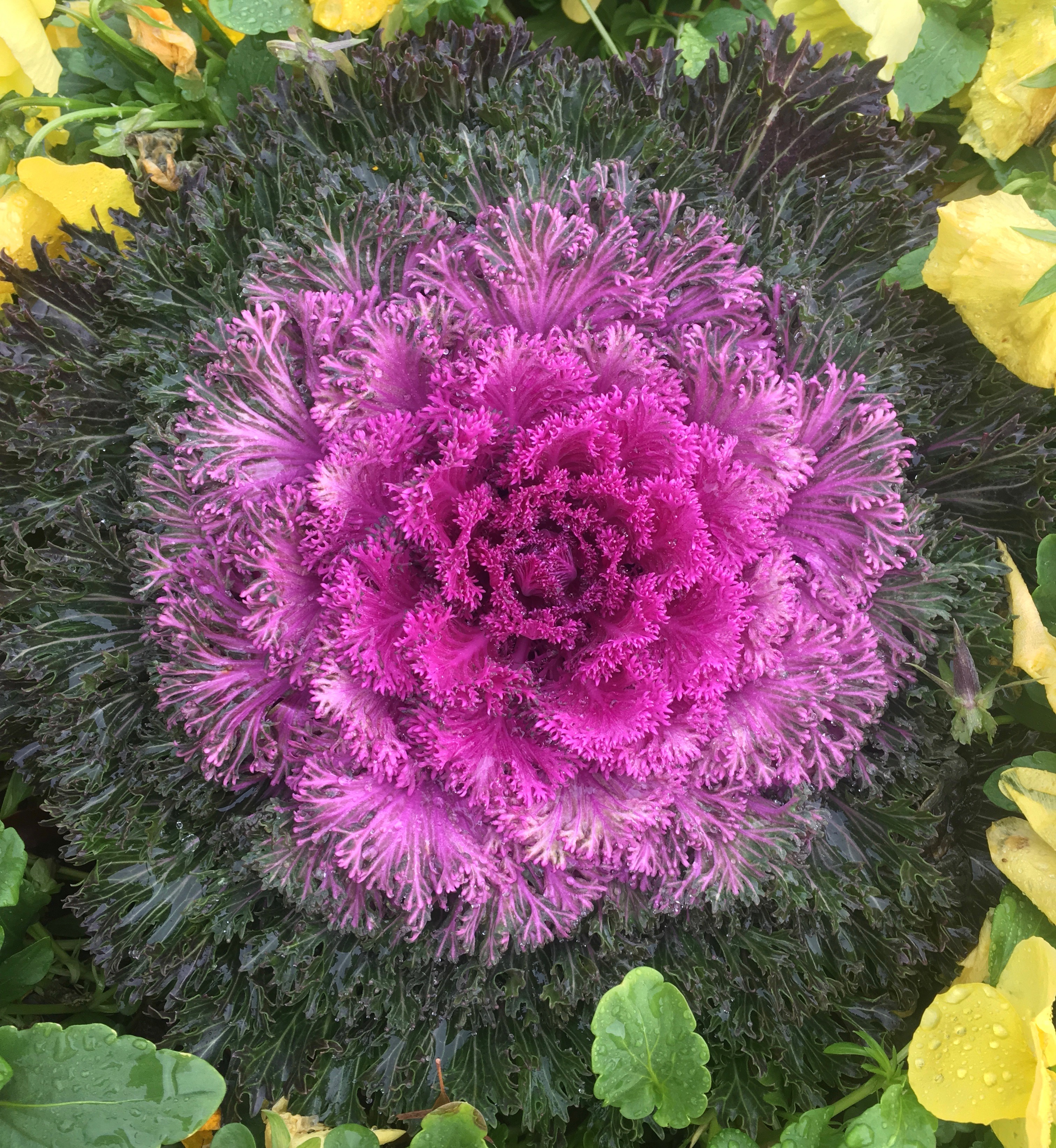 Brassica Oleracea February Plant Of The Month Interiorscapes Inc Brassica Oleracea February Plant Of The Month Interiorscapes Inc